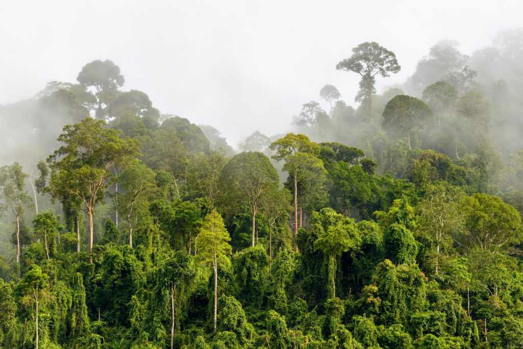 11 Fun Facts About The Environment - STARNEWS