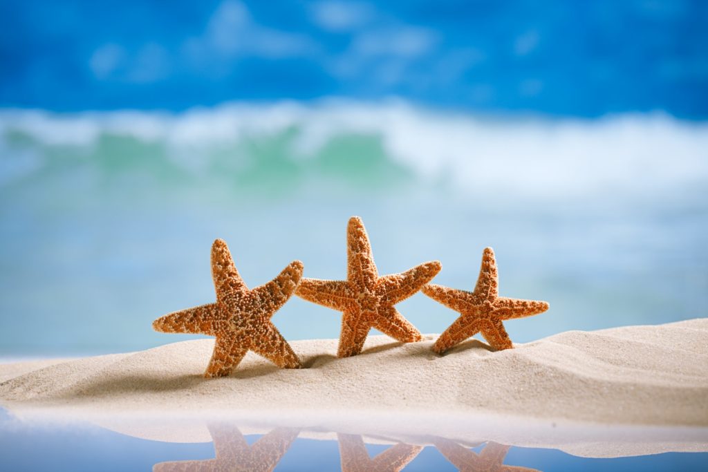 7 Interesting Facts about Starfish You May Not Know - STARNEWS
