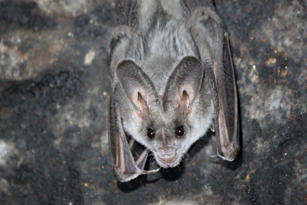 7 Animals that live in Caves - STARNEWS