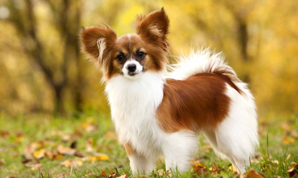 Top 7 Least Aggressive Dog Breeds - STARNEWS