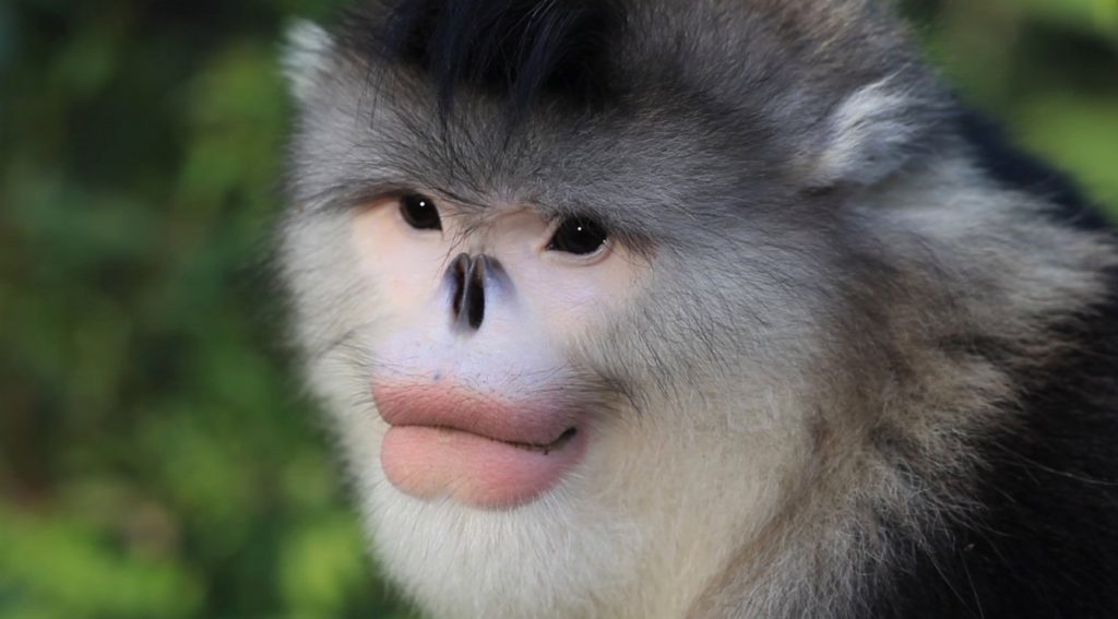 Top 7 Animals with a weird looking nose - STARNEWS